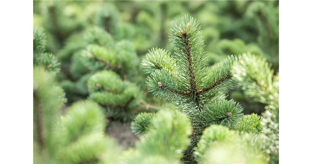 Koniferen kaufen und den Garten immergrün halten