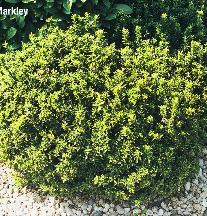 Euonymus Japonicus Microphyllus Euonymus Japonicus 'Microphyllus